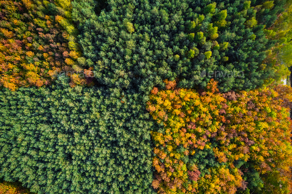 Autumn foliage in forest, top down drone view Stock Photo by merc67